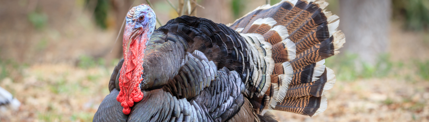 Gobble Gobble, It's Turkey Time! A new episode from "Naturally Florida ...