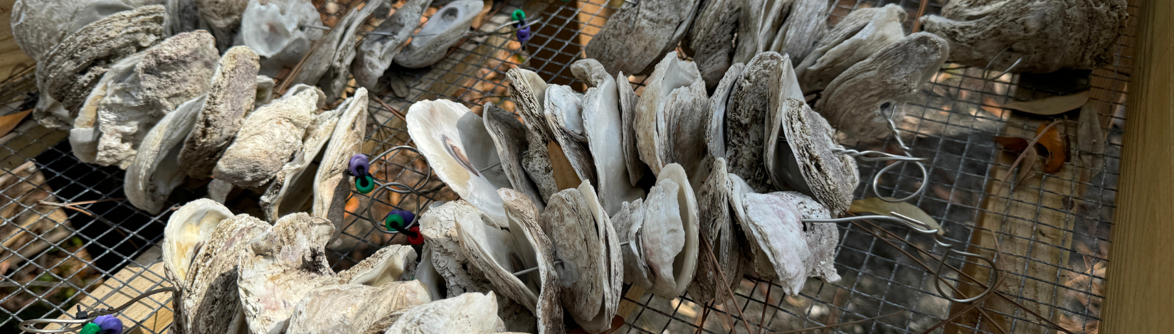 New podcast episode - "Oysters 101: Why These Little Mollusks Matter ...