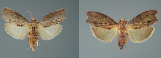 Florida Farm Pest: Wax Moths - UF/IFAS Extension Polk County