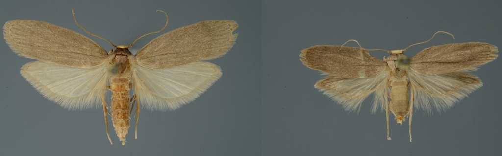 Florida Farm Pest: Wax Moths - UF/IFAS Extension Polk County