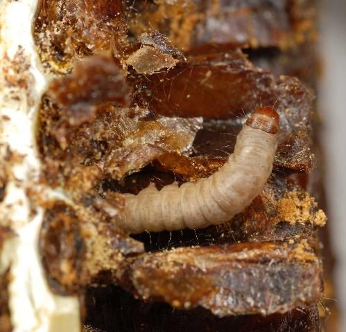 Florida Farm Pest: Wax Moths - UF/IFAS Extension Polk County