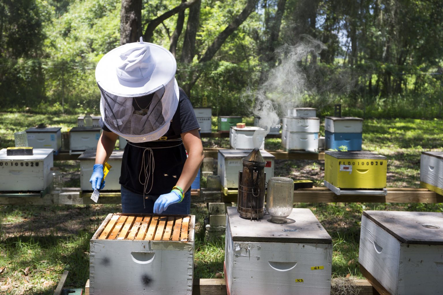 Beekeeping In Florida: Important Beekeeping Regulations - UF/IFAS ...