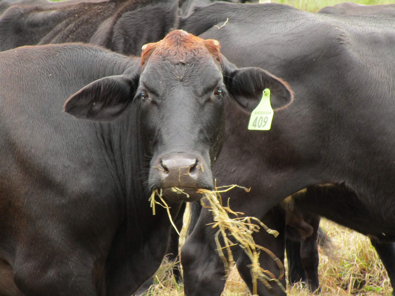 Calving Season Amidst the Cold Weather - UF/IFAS Extension Putnam County