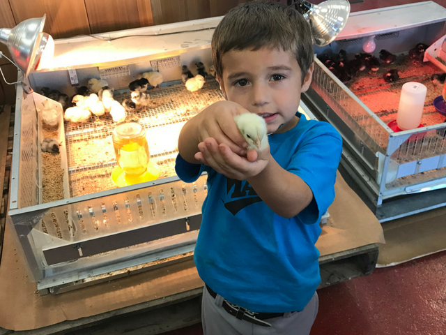 The Pullet Project, Growing Youth and Chickens - UF/IFAS Extension ...