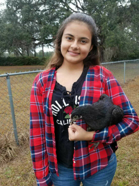 The Pullet Project, Growing Youth and Chickens - UF/IFAS Extension ...