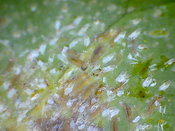 Scale: The Tiny Monster in Your Landscape - UF/IFAS Extension Putnam County