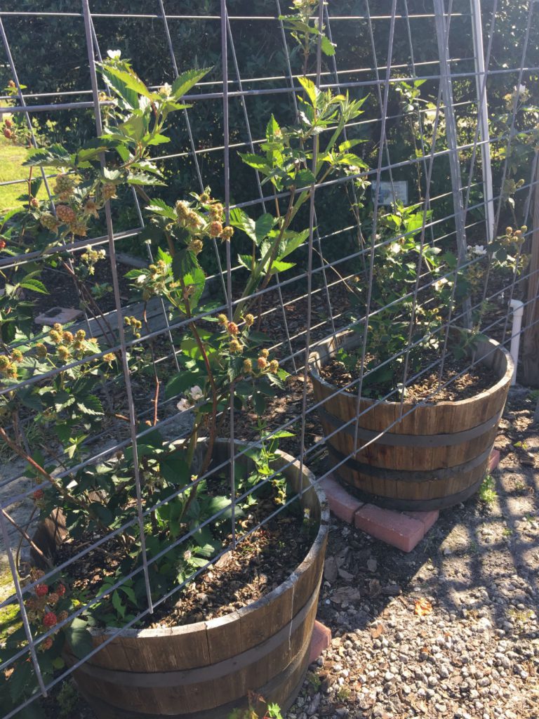 Containerized Blackberries - UF/IFAS Extension Putnam County