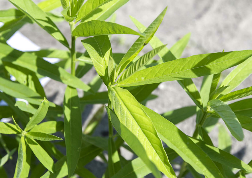 Sunn Hemp (Not Industrial Hemp) - UF/IFAS Extension Putnam County