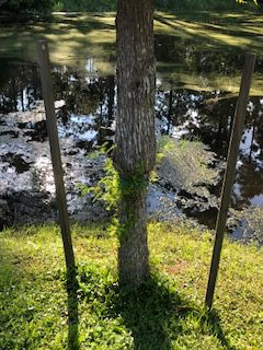 Assisting Your Staked Trees After Establishment - UF/IFAS Extension ...