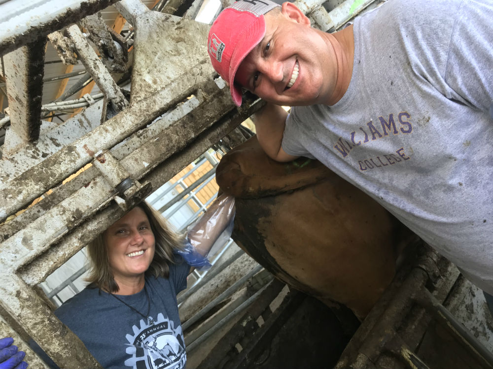 Bull Fertility Basics in Beef Cattle Reproduction - UF/IFAS Extension ...