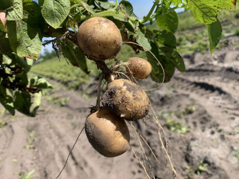 Potato Harvest in Full Swing (Video Included) - UF/IFAS Extension ...