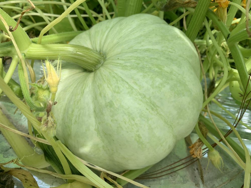 Versatility of the Native Pumpkins - UF/IFAS Extension Putnam County