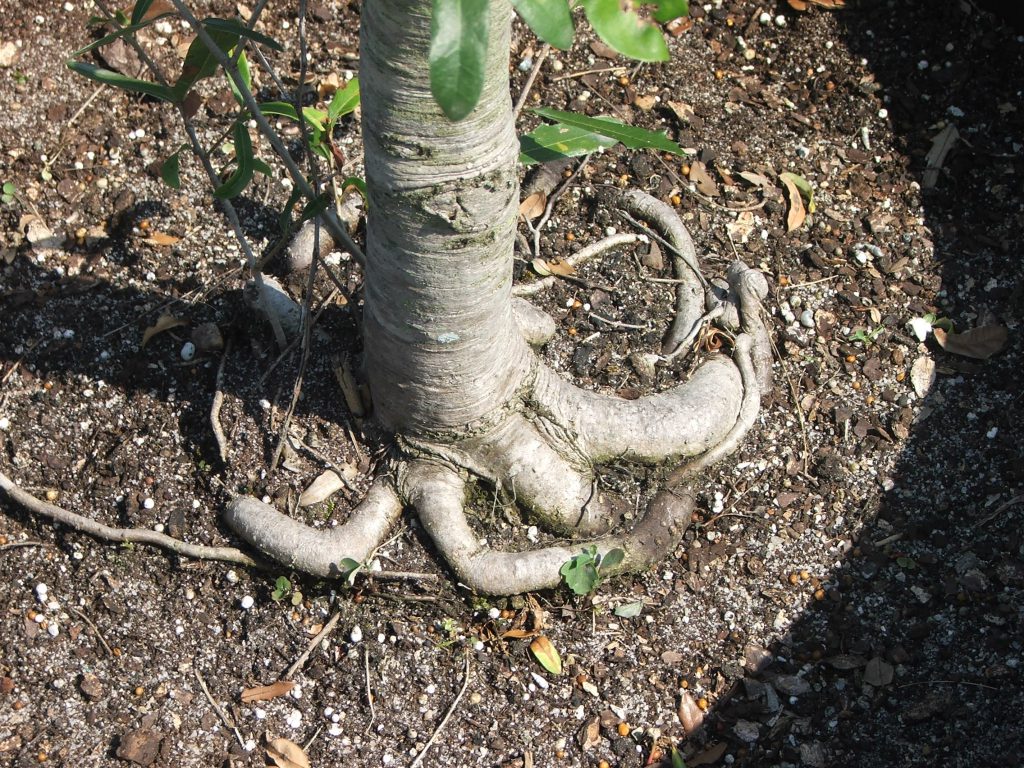 Root Pruning for a Healthier Tree - UF/IFAS Extension Putnam County