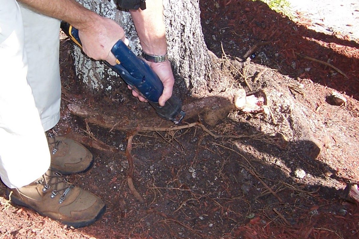 Root Pruning for a Healthier Tree - UF/IFAS Extension Putnam County