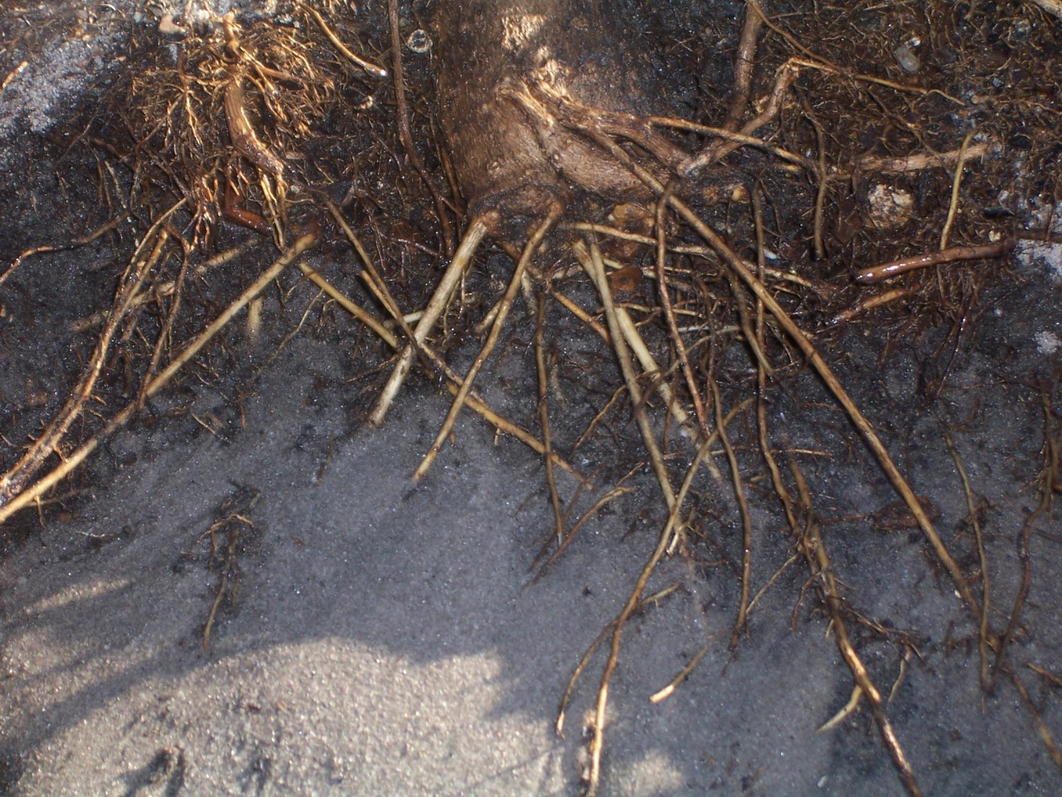 Root Pruning for a Healthier Tree - UF/IFAS Extension Putnam County