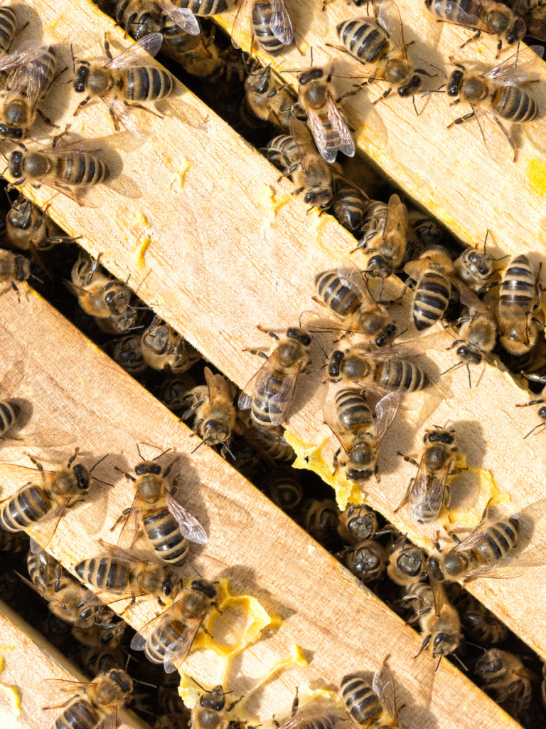 World Bee Day - UF/IFAS Extension Putnam County