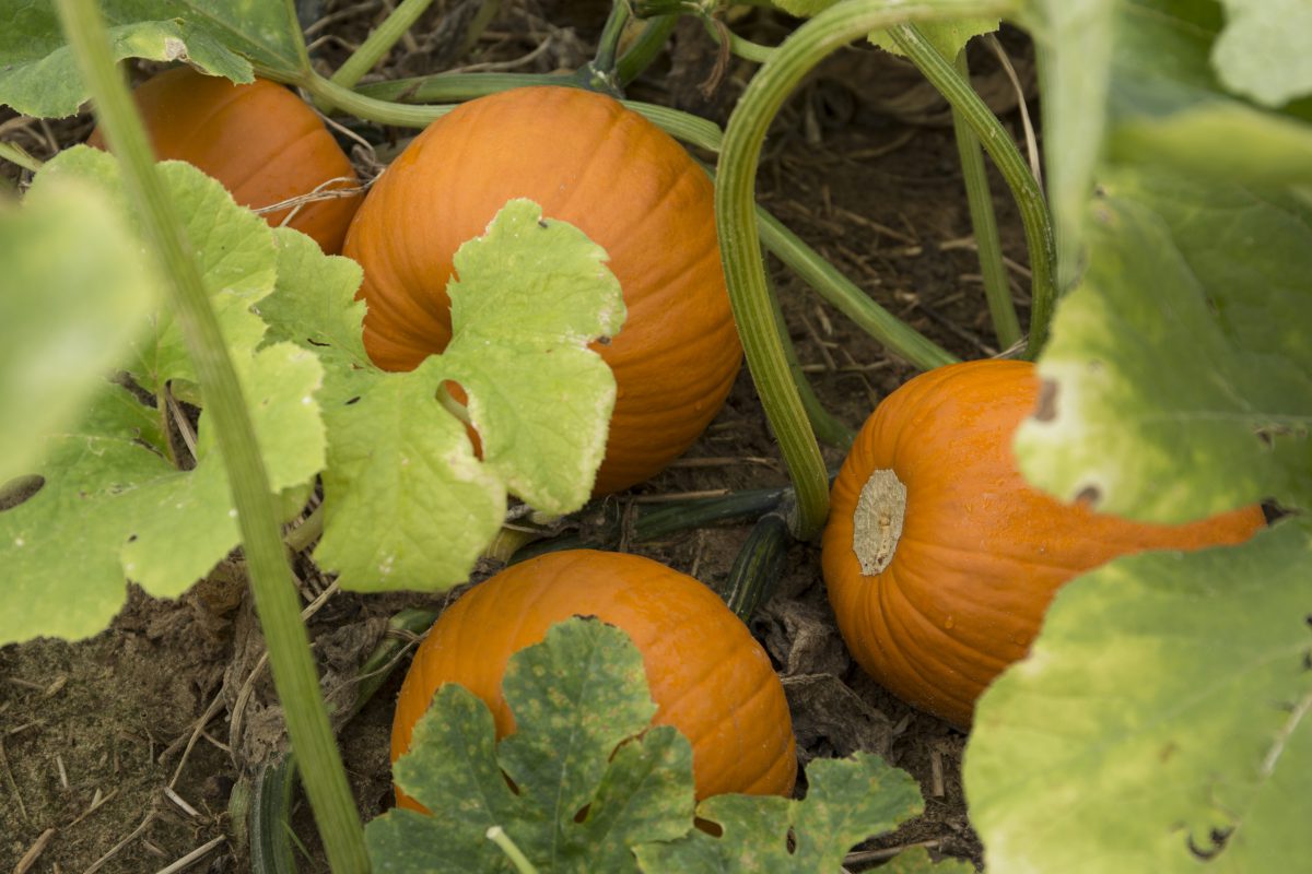 October 26th- National Pumpkin Day - UF/IFAS Extension Putnam County