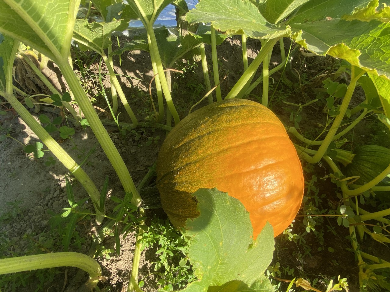 UPICK Pumpkins for Halloween - UF/IFAS Extension Putnam County