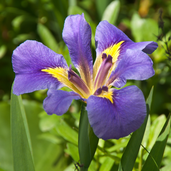 Bog Gardens in the Home Landscape - UF/IFAS Extension Putnam County