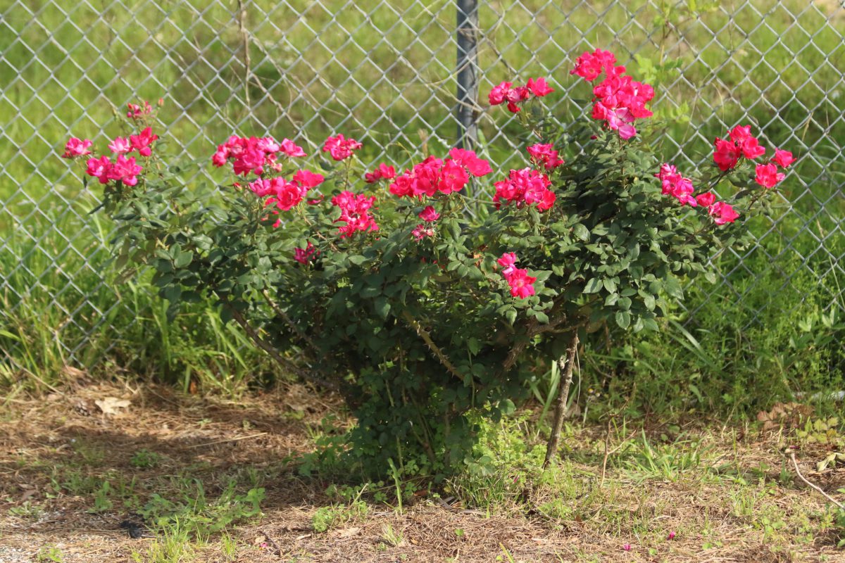 Plant Profile: Roses - UF/IFAS Extension Putnam County