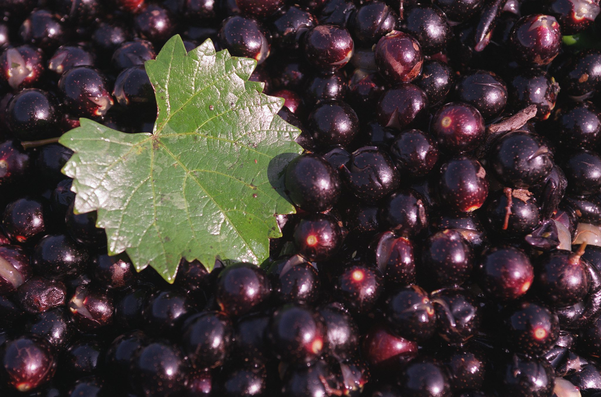 Gardening With Muscadines - UF/IFAS Extension Putnam County