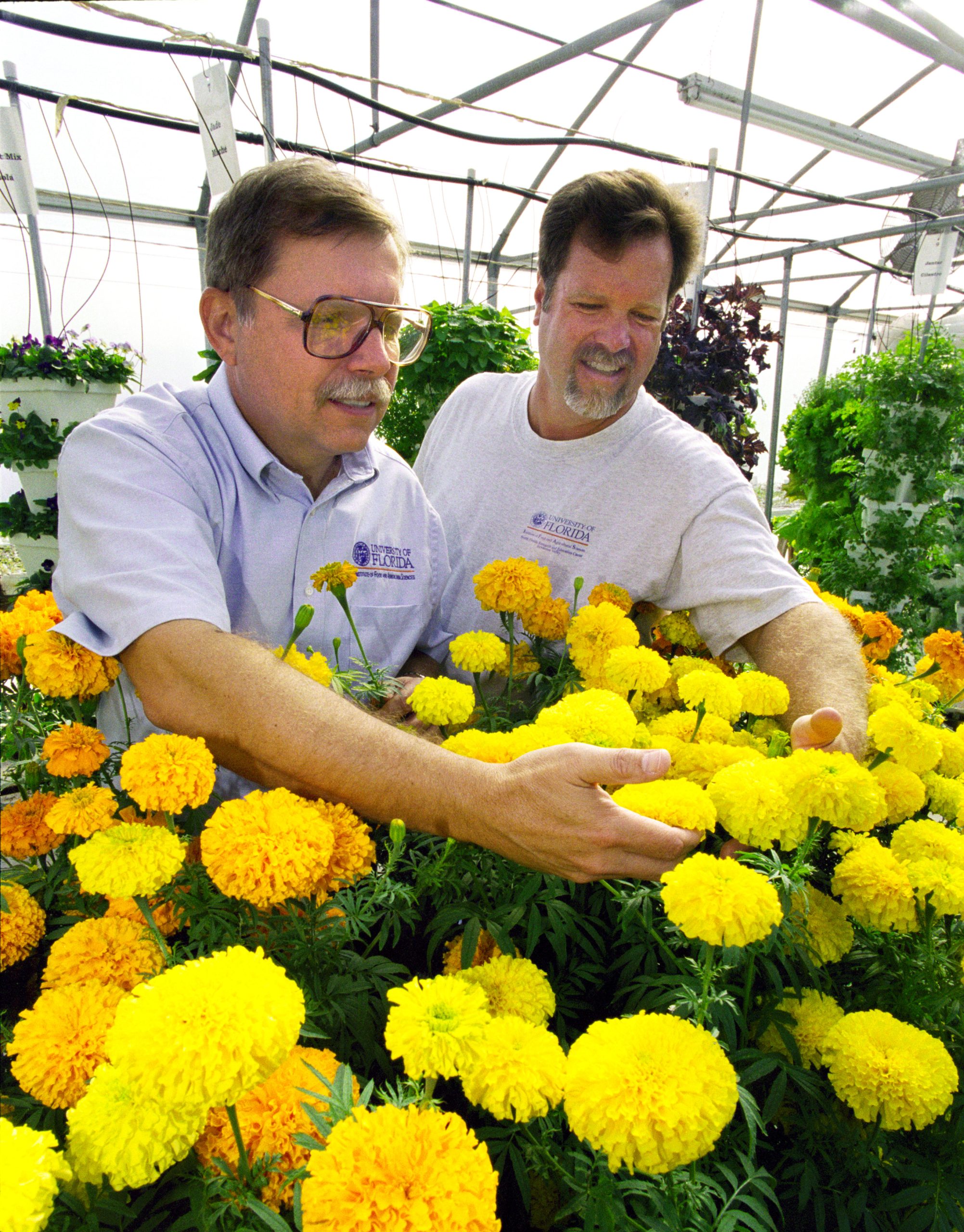 Marigolds: Blooms of Cultural Significance - UF/IFAS Extension Putnam ...