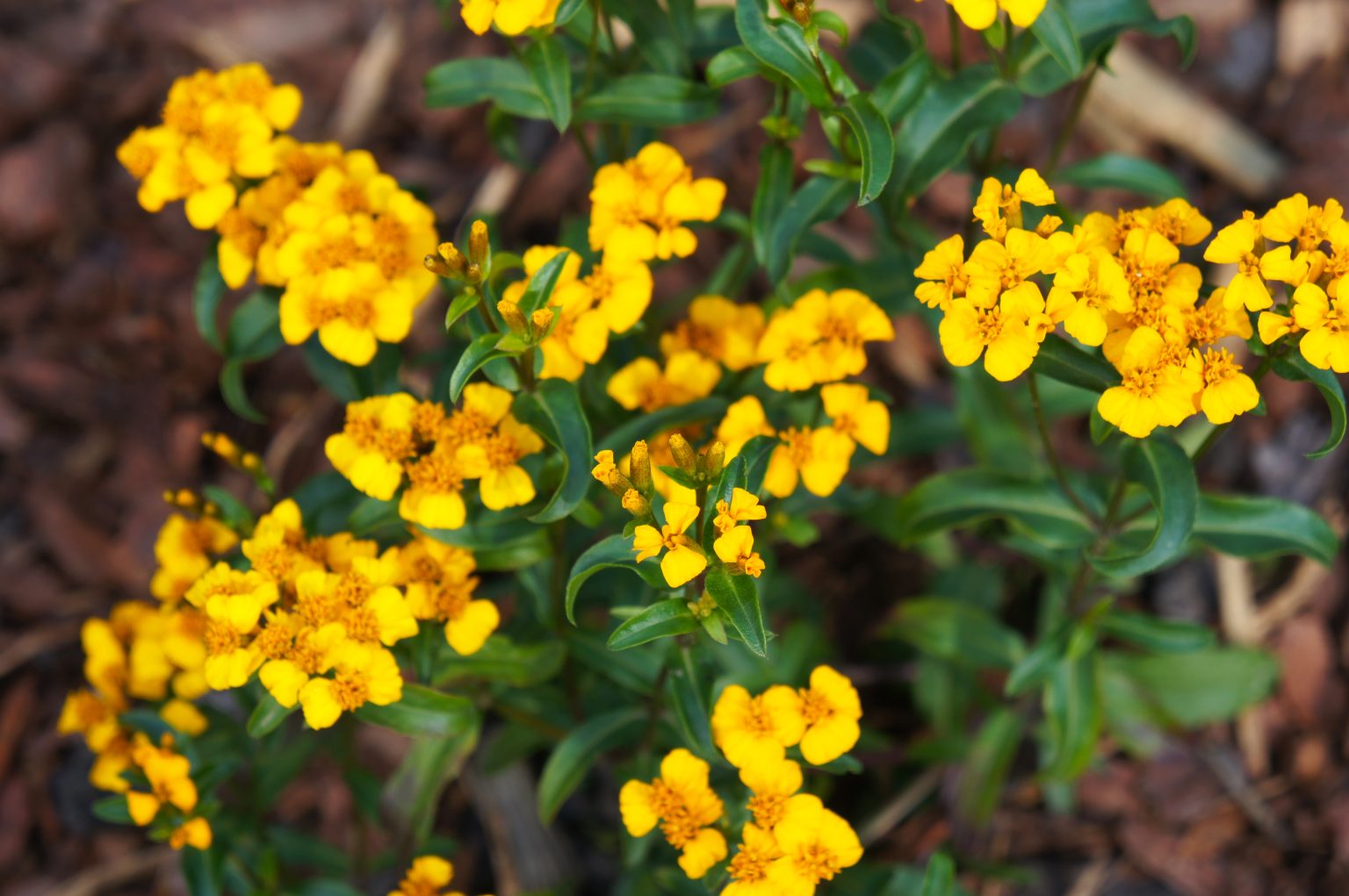 Marigolds: Blooms of Cultural Significance - UF/IFAS Extension Putnam ...