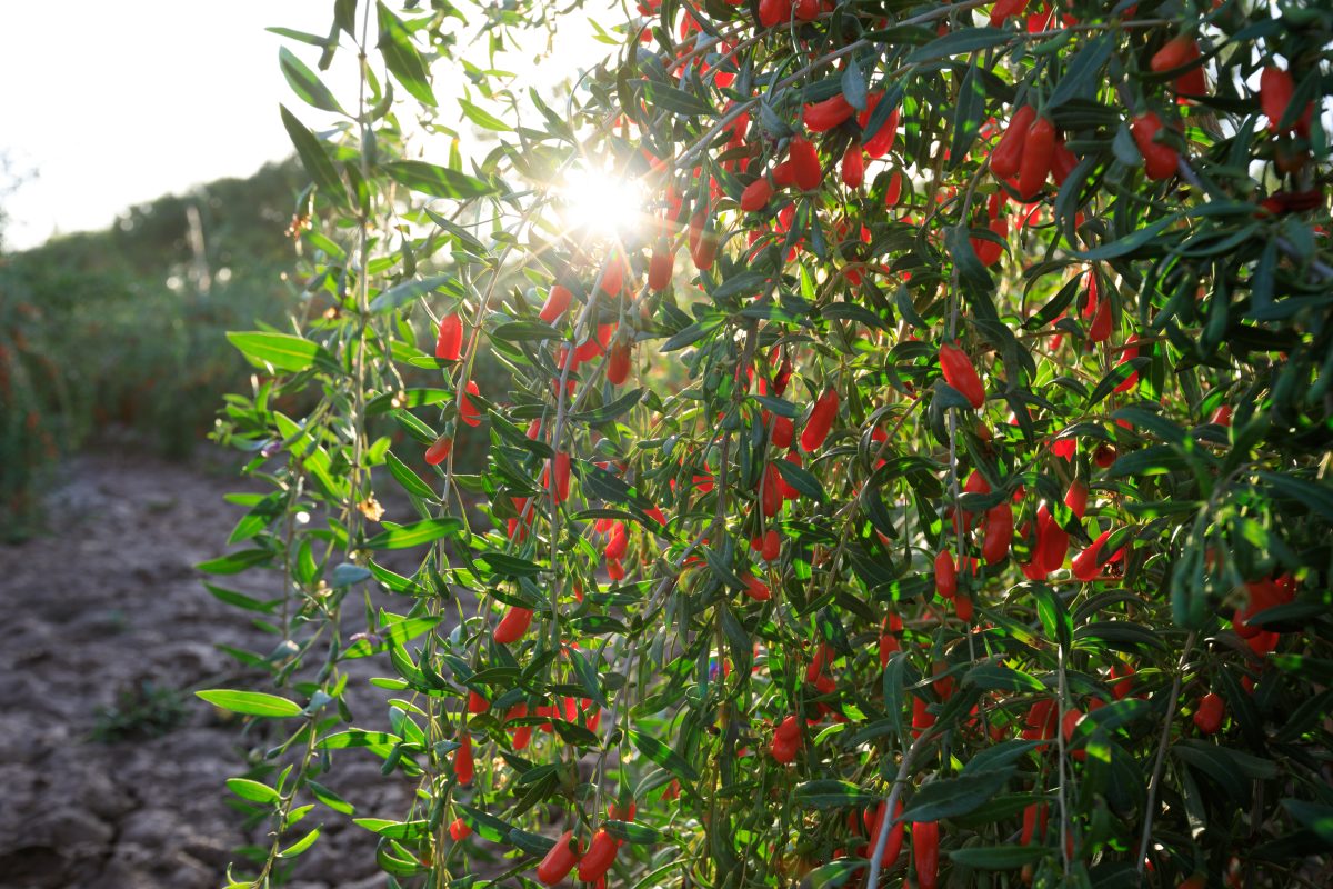 Plant Profile: Goji Berry - UF/IFAS Extension Putnam County