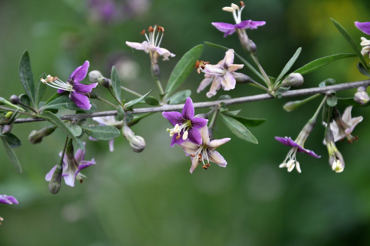 Plant Profile: Goji Berry - UF/IFAS Extension Putnam County