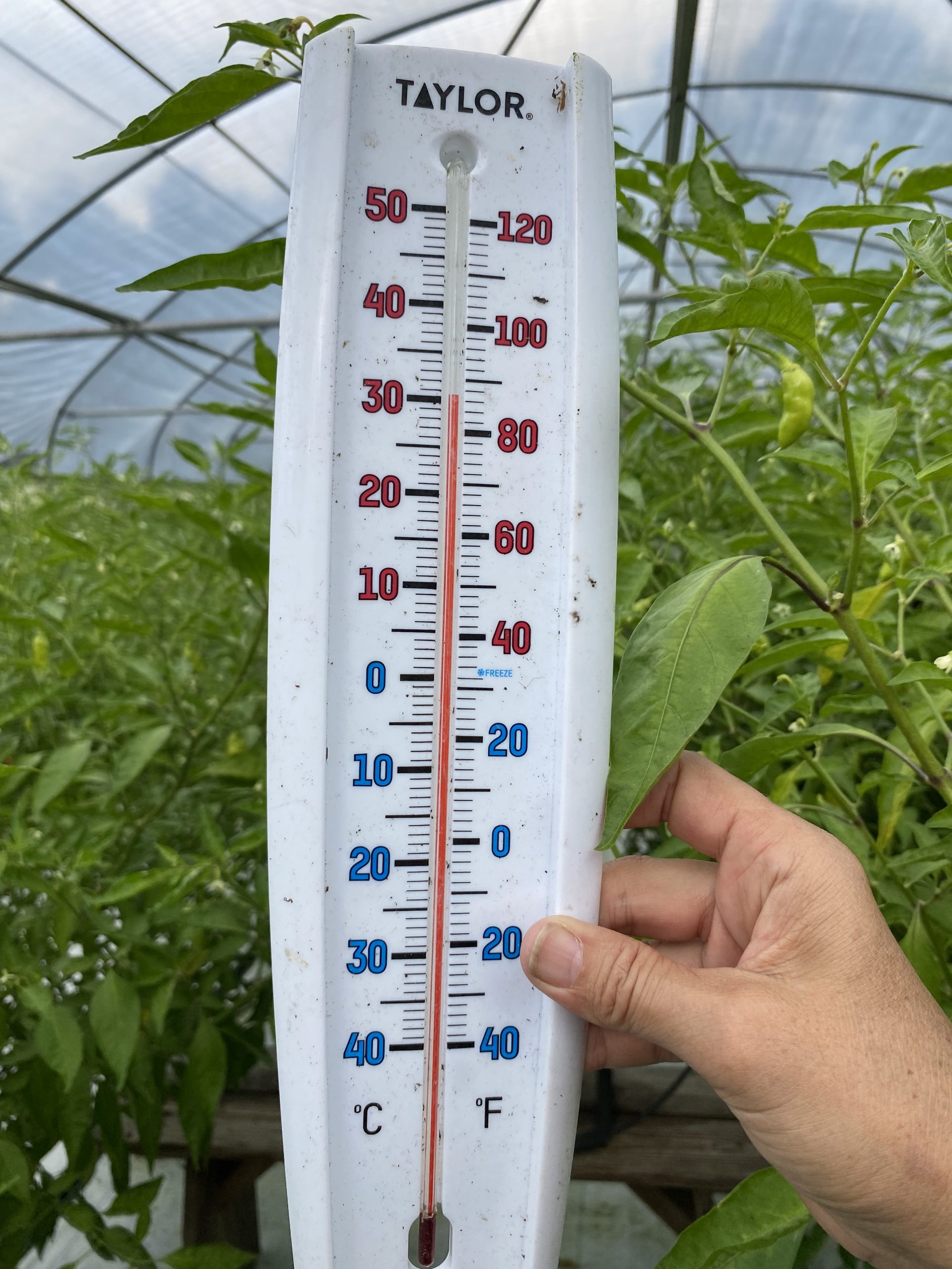 Too Hot-Hot-Hot for the Datil Peppers - UF/IFAS Extension Putnam County