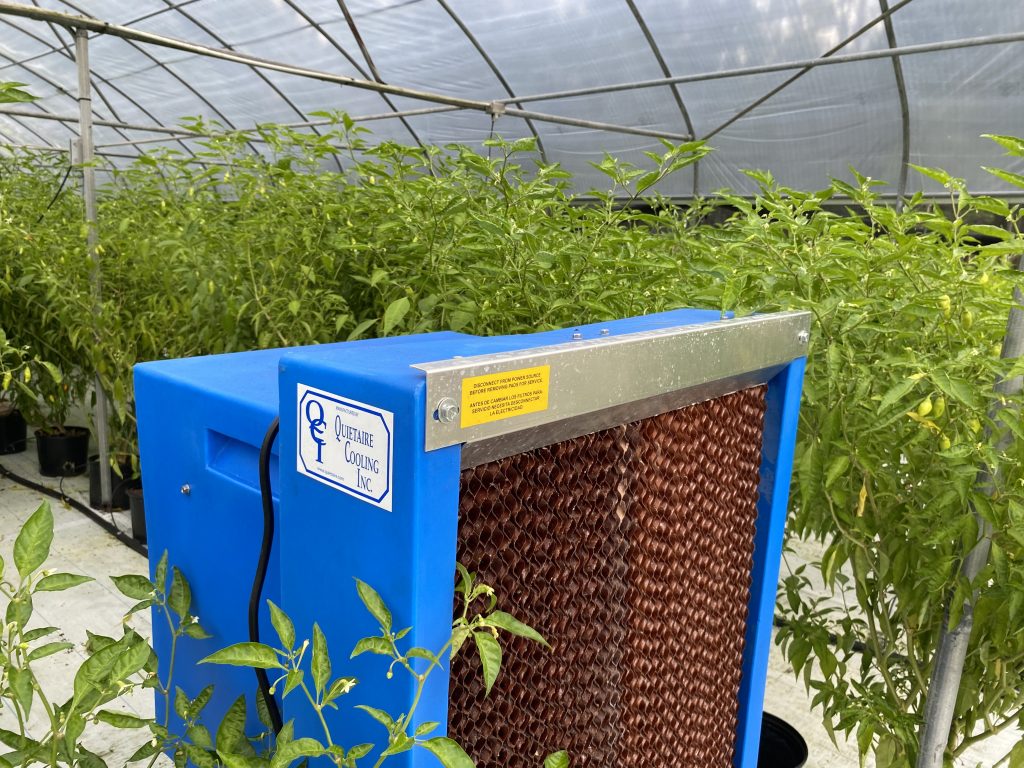 Too Hot-Hot-Hot for the Datil Peppers - UF/IFAS Extension Putnam County