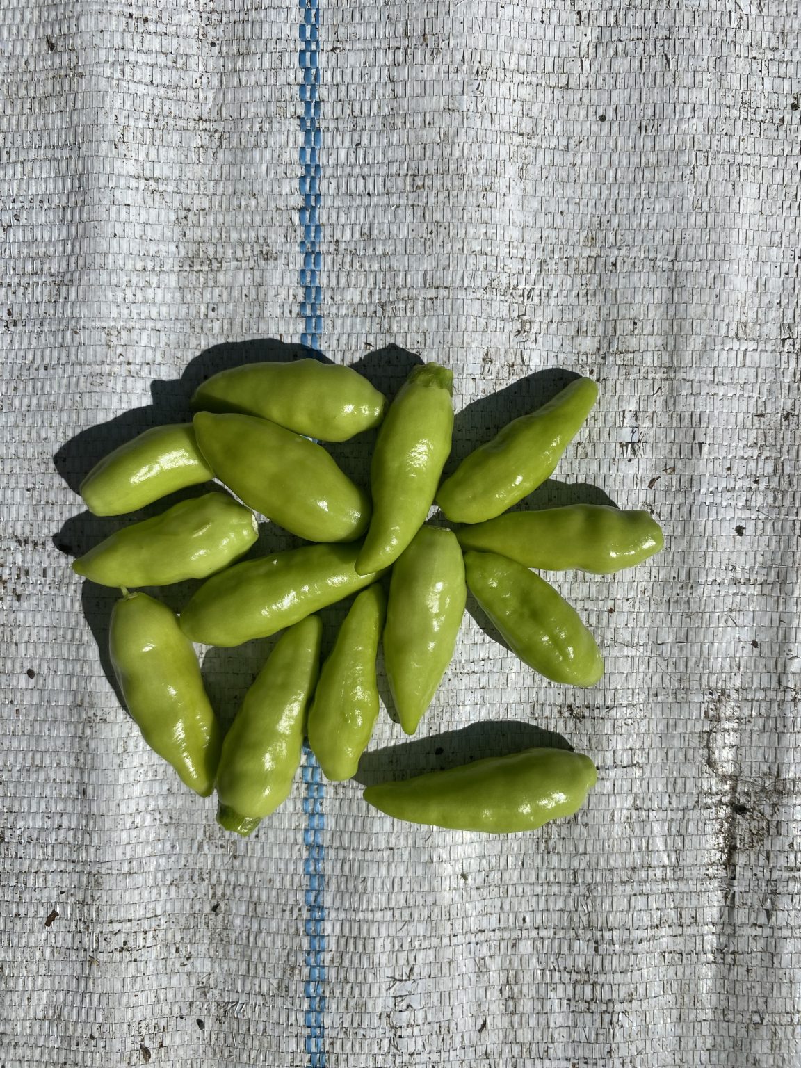 Too Hot-Hot-Hot for the Datil Peppers - UF/IFAS Extension Putnam County