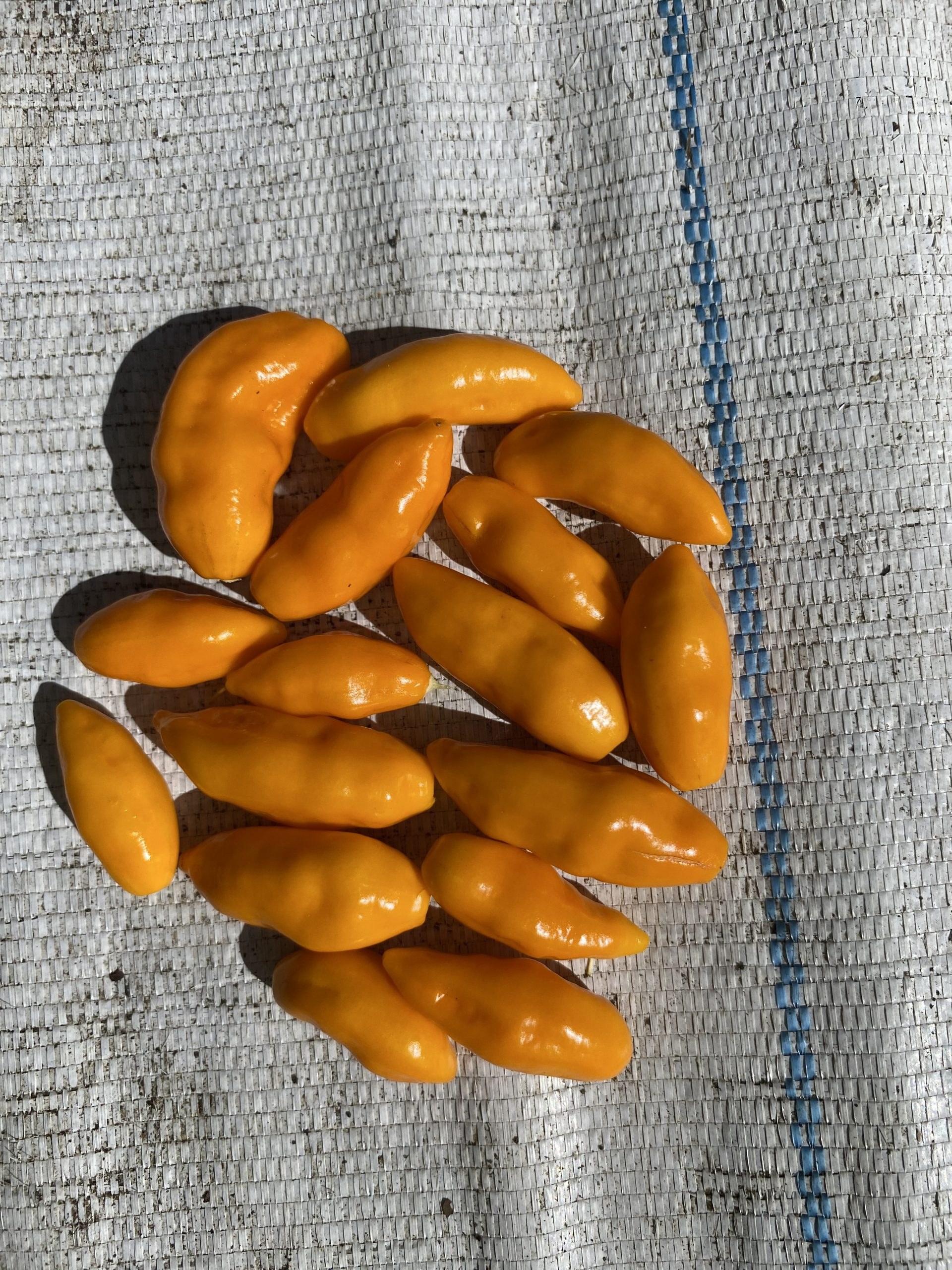 Too Hot-Hot-Hot for the Datil Peppers - UF/IFAS Extension Putnam County