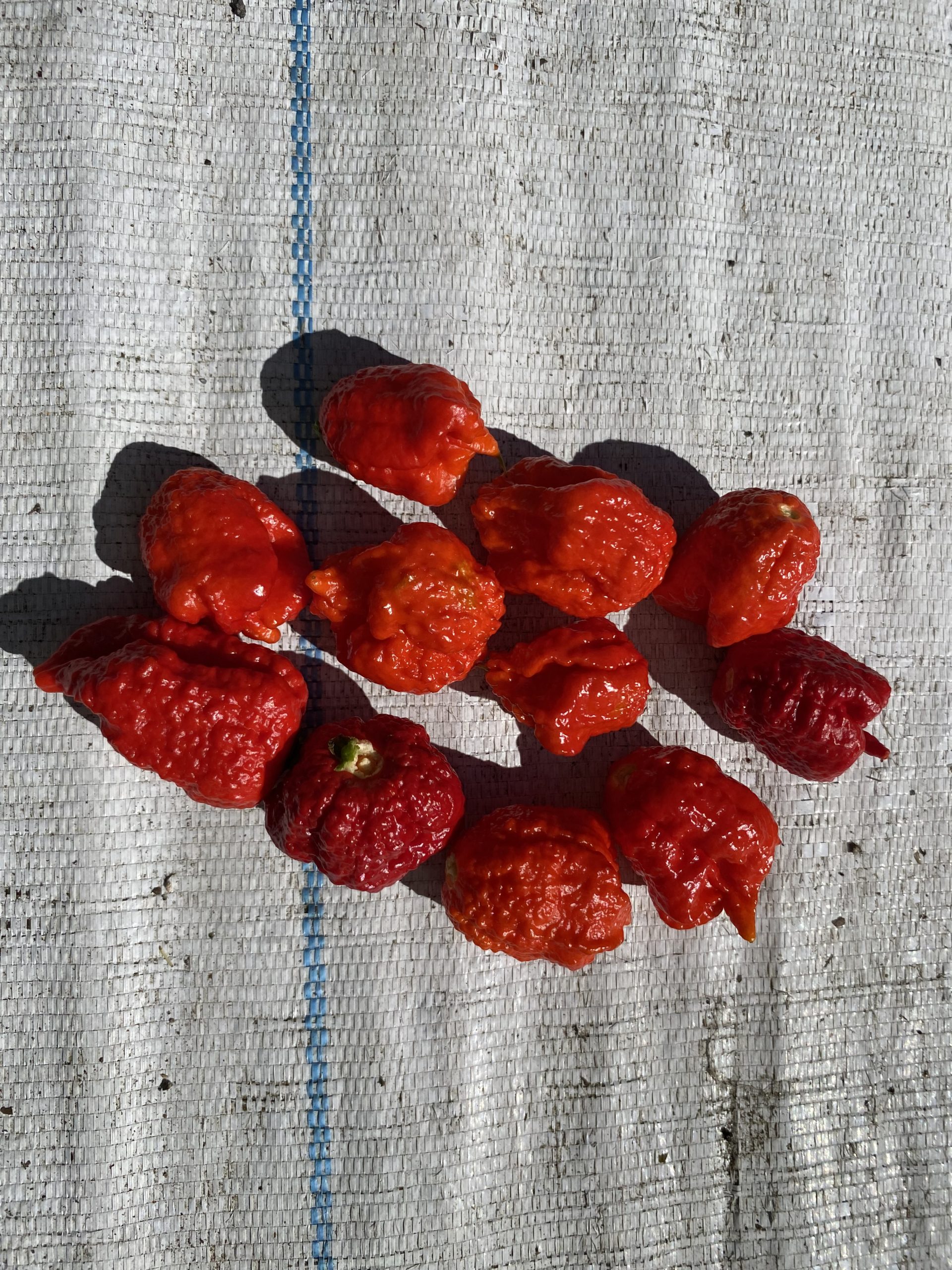 Too Hot-Hot-Hot for the Datil Peppers - UF/IFAS Extension Putnam County