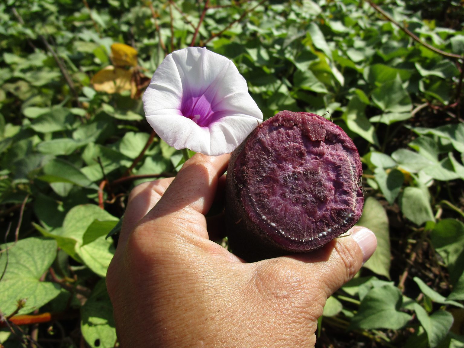 How About Some Purple to Compliment Your Turkey Dinner - UF/IFAS ...