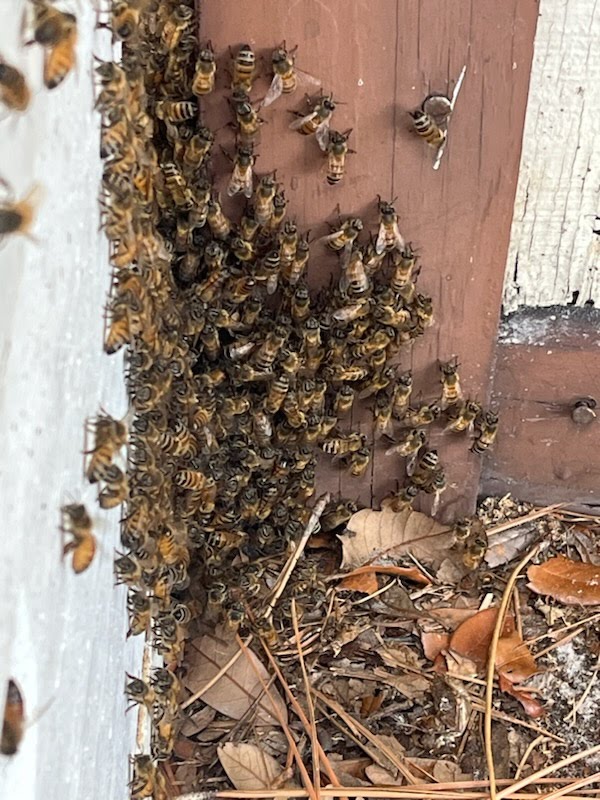 Keep the Sweetness Coming: Celebrate National Honey Bee Day - UF/IFAS ...