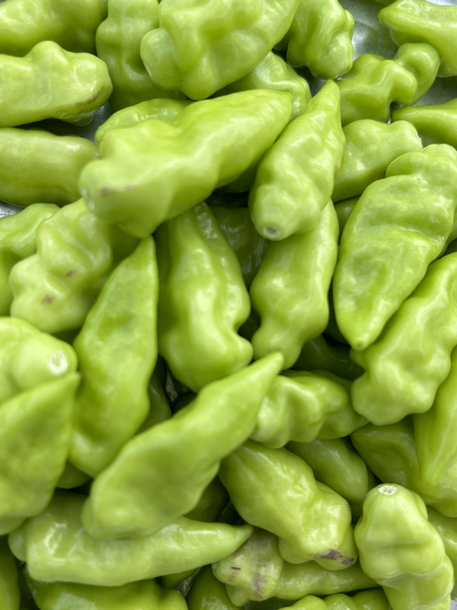 Datil Pepper Festival 2024 - UF/IFAS Extension Putnam County