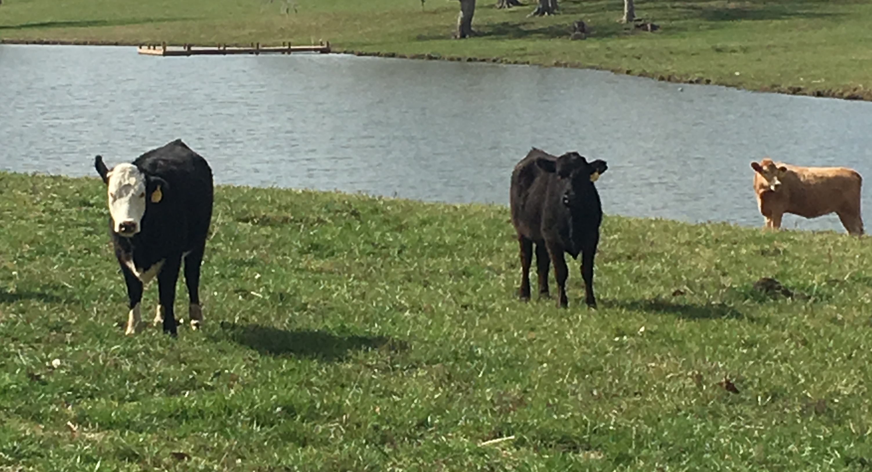 Weaning, Preconditioning Nutrition, and Economic Considerations for ...