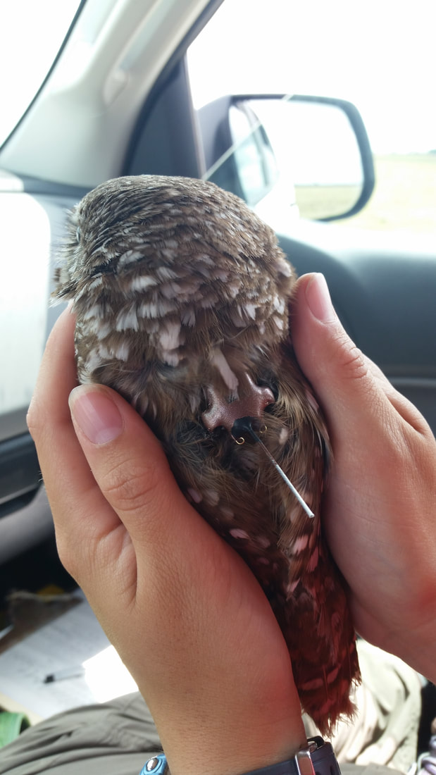 UF/IFAS RCREC Graduate Student Highlight: Liz Rose - UF/IFAS Range ...