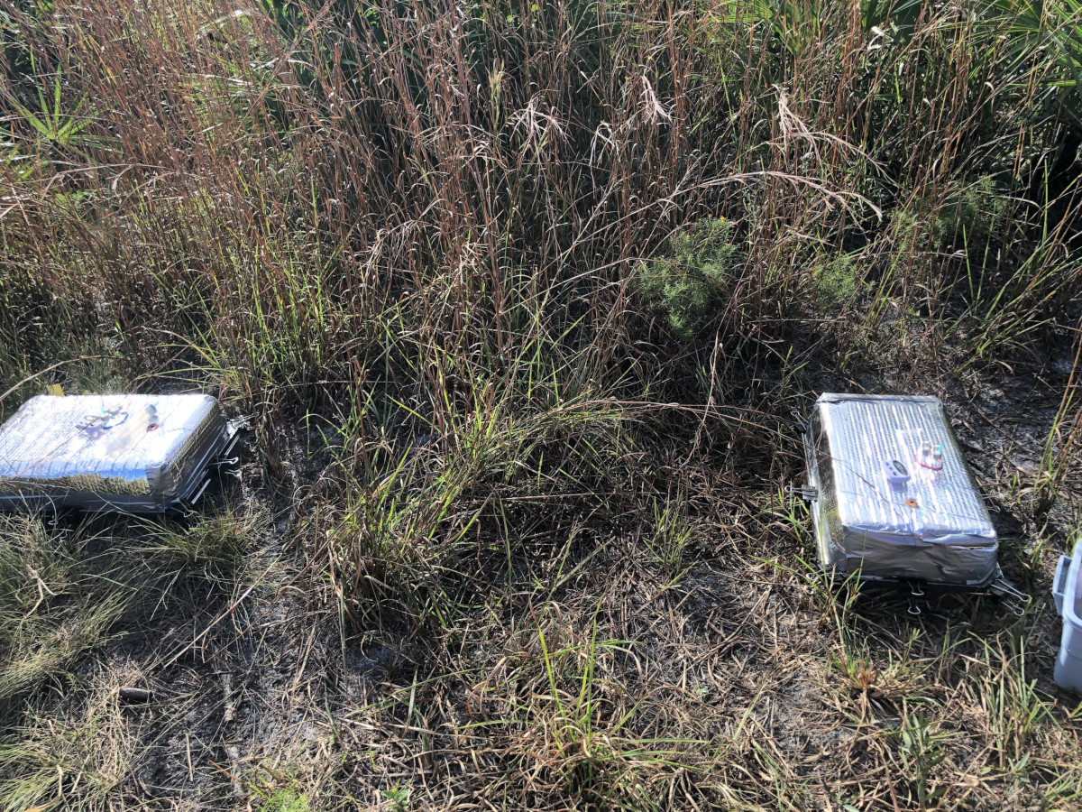 UF/IFAS RCREC Graduate Student Highlight: Shanna Stingu - UF/IFAS Range ...