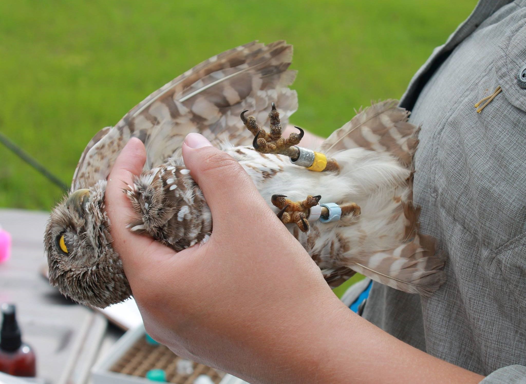 UF/IFAS RCREC Graduate Student Highlight: Liz Rose - UF/IFAS Range ...