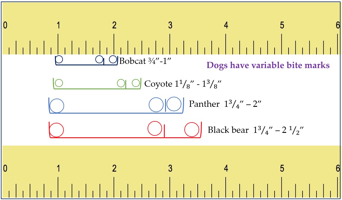 Livestock Predation: Identifying the culprits - UF/IFAS Range Cattle ...