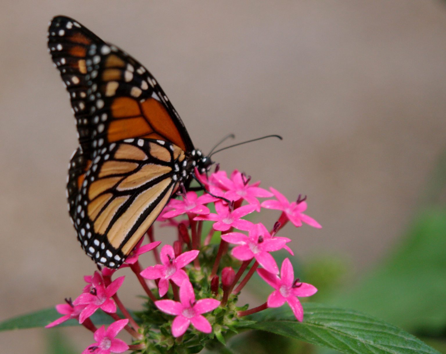 Tropical Milkweed in North Florida - UF/IFAS Extension Santa Rosa County