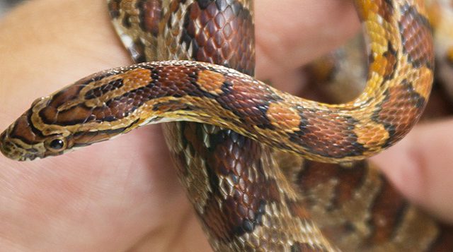 4-H Youth Development - UF/IFAS Extension