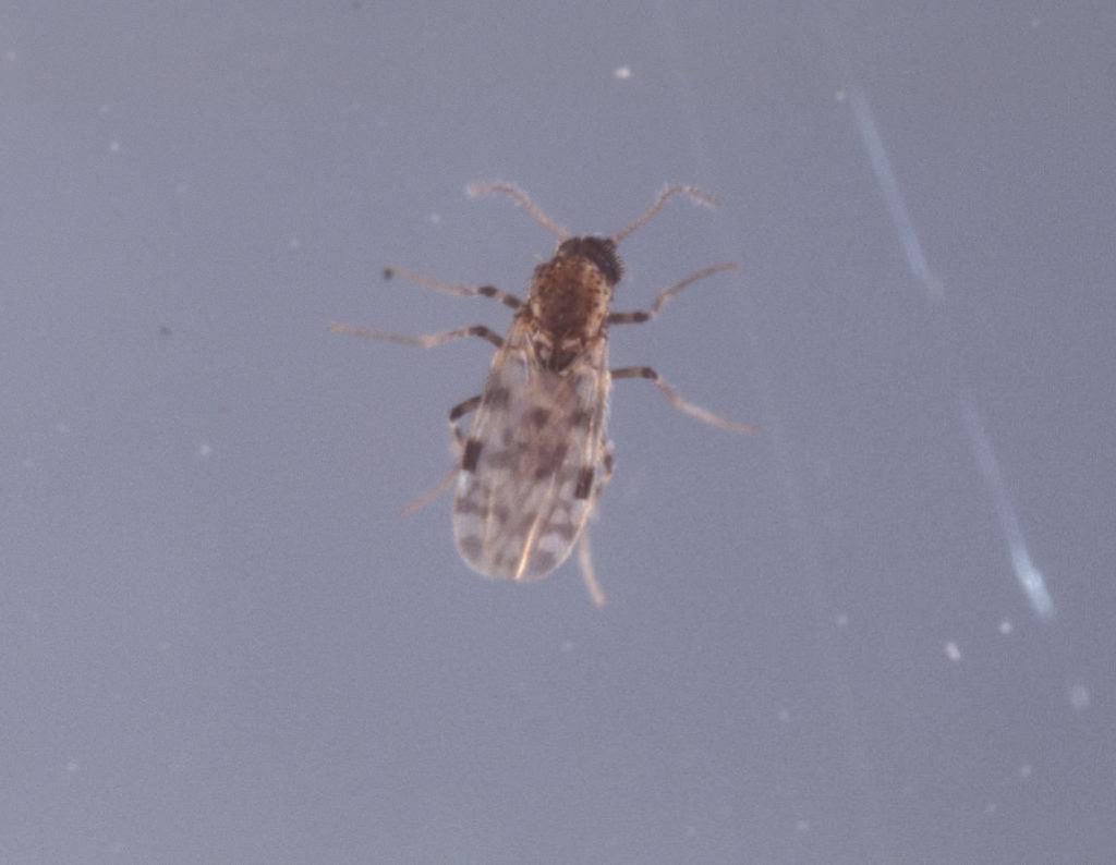 Flying insects that want to suck your blood-Halloween Edition Part 1 ...