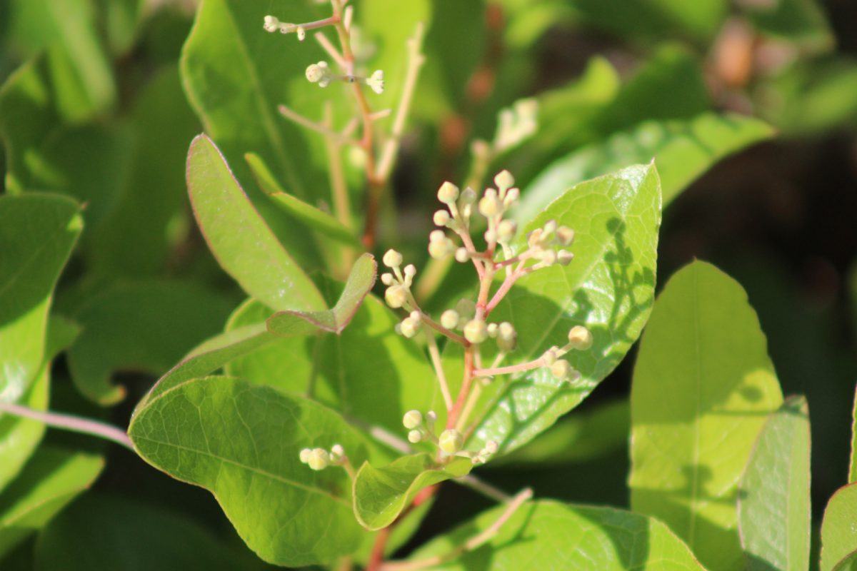 Celebrate a keystone species: make your yard gopher tortoise-friendly ...