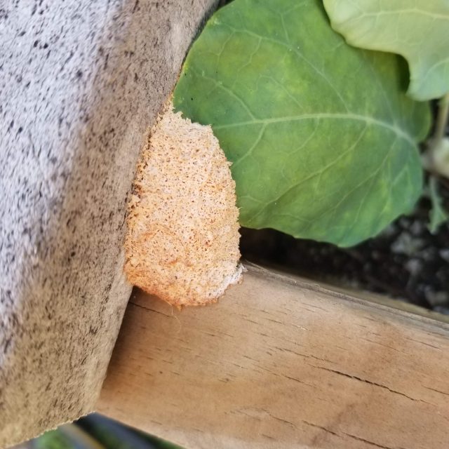 Be-at-Home with Nature: Dog vomit slime mold - UF/IFAS Extension ...