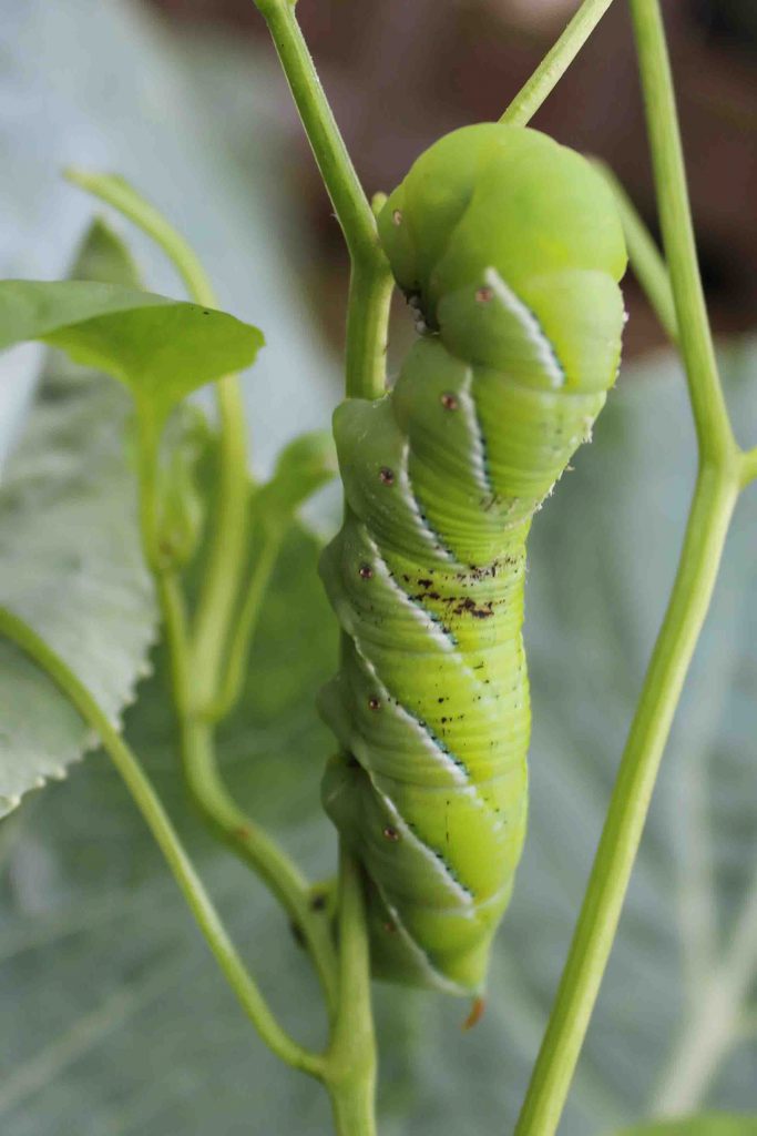 Be-at-Home with Nature: Tobacco hornworms - UF/IFAS Extension Sarasota ...