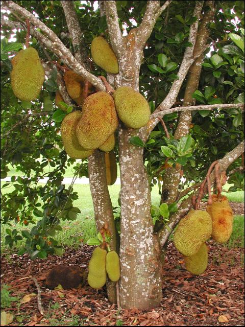 The Wonderful World of...Jackfruit - UF/IFAS Extension Sarasota County