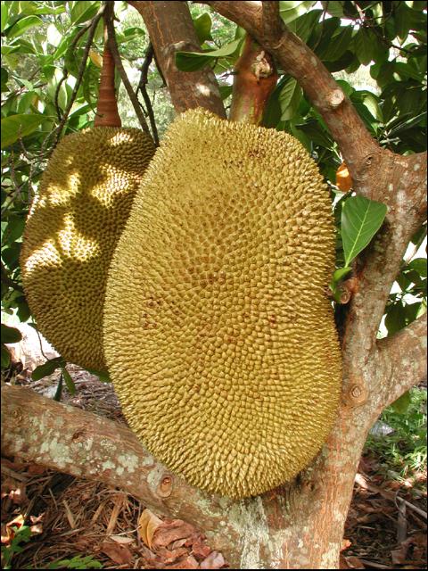 The Wonderful World of...Jackfruit - UF/IFAS Extension Sarasota County
